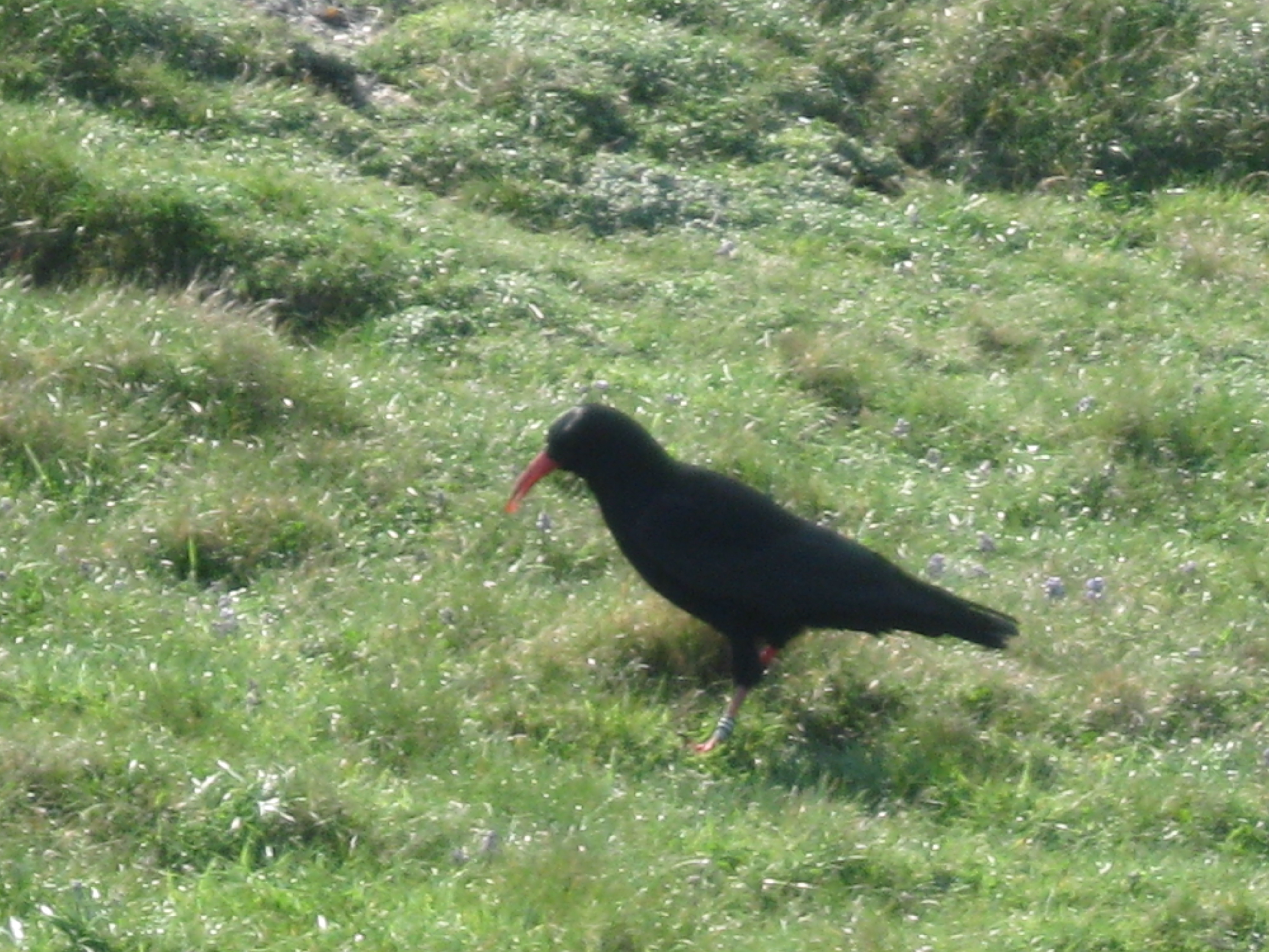 8. Perranporth to Lamorna – Over the hill-on the South West Coast Path